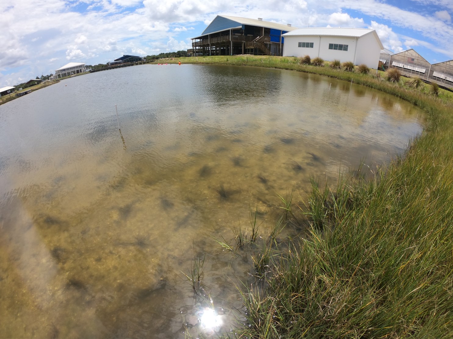 FWC Youth Conservation Center SAV Introduction - Aquatech Eco Consultants
