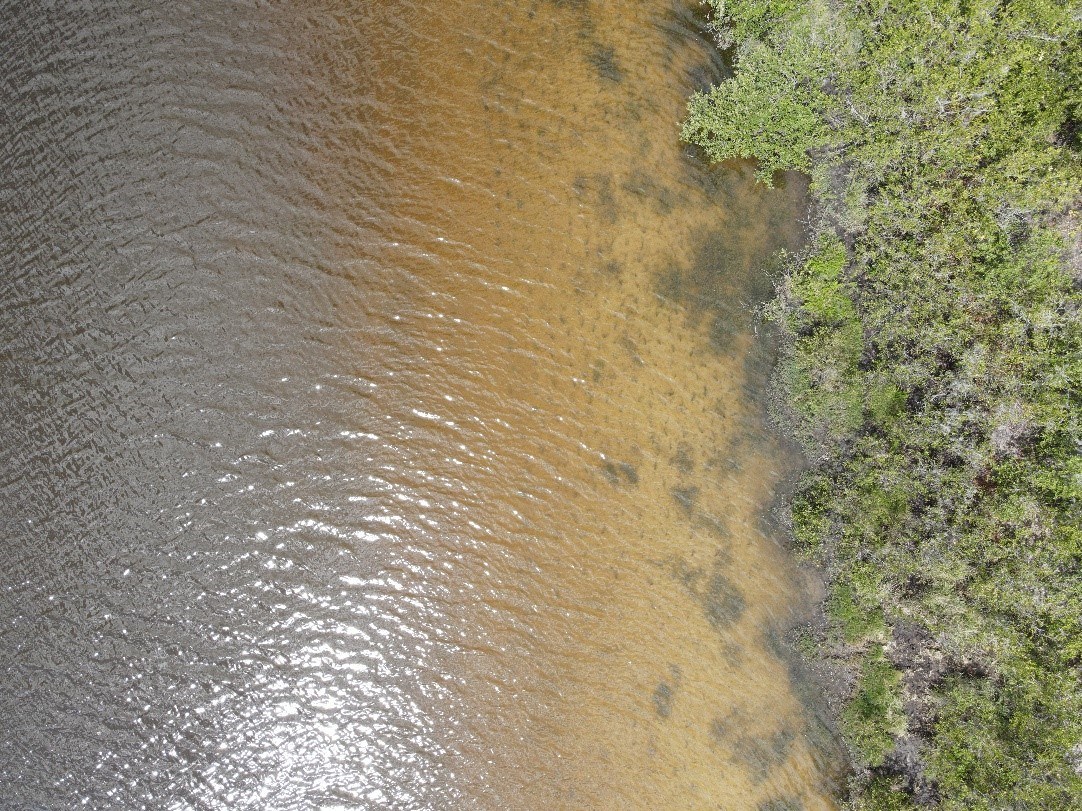 Rock Ponds SWIM SAV Introduction - Aquatech Eco Consultants