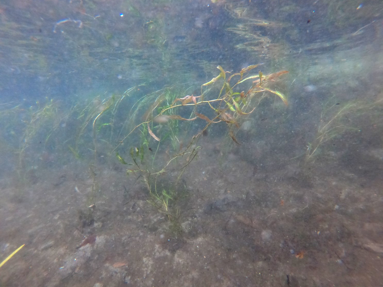 Ulele Spring - Aquatech Eco Consultants